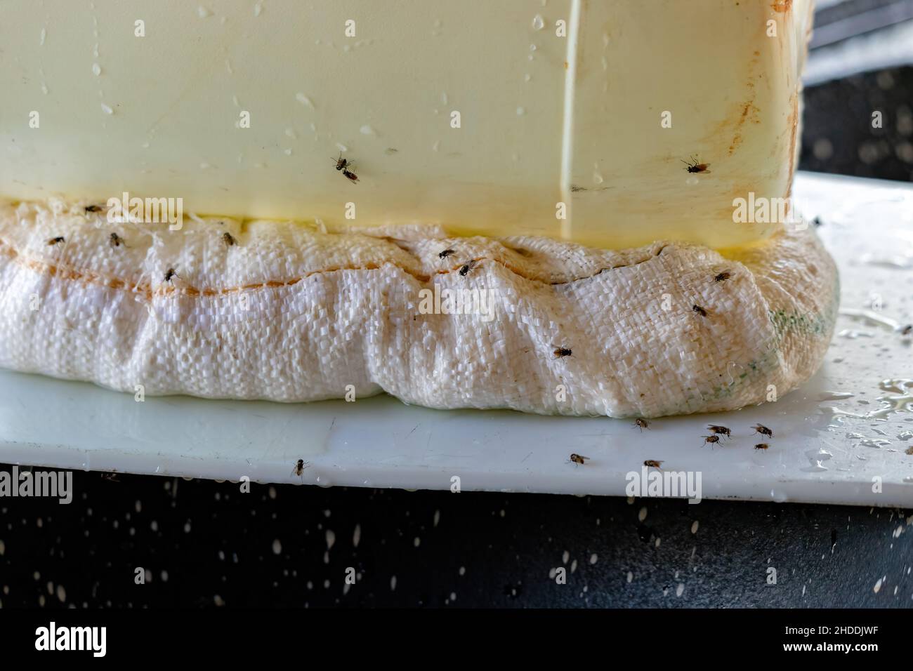 White fly infestation hi-res stock photography and images - Alamy