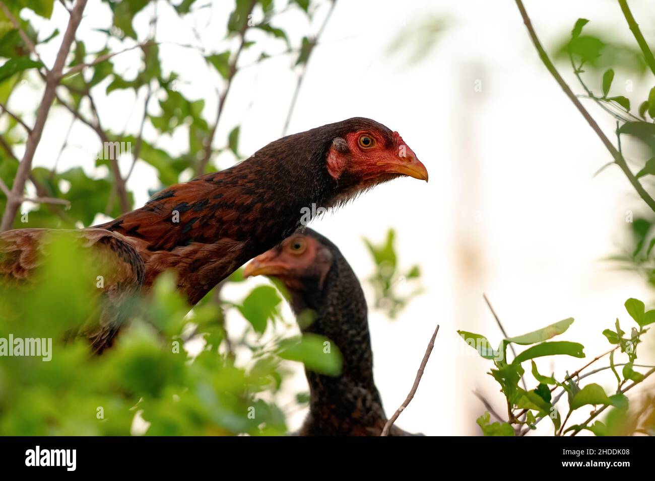 domestic animal chicken of the subspecies Gallus gallus domesticus ...
