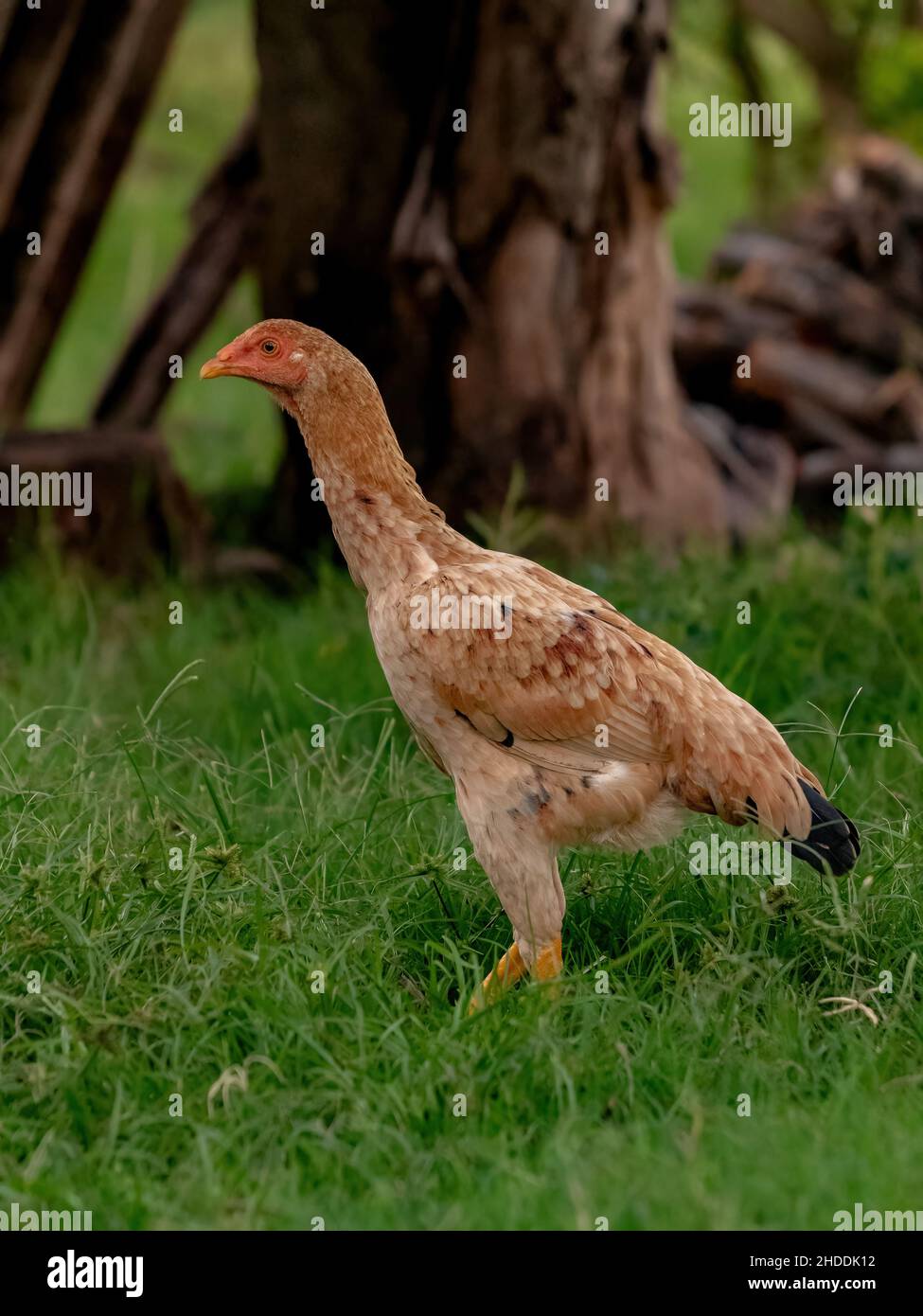 domestic animal chicken of the subspecies Gallus gallus domesticus ...