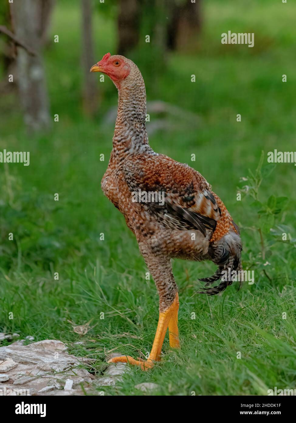 domestic animal chicken of the subspecies Gallus gallus domesticus ...