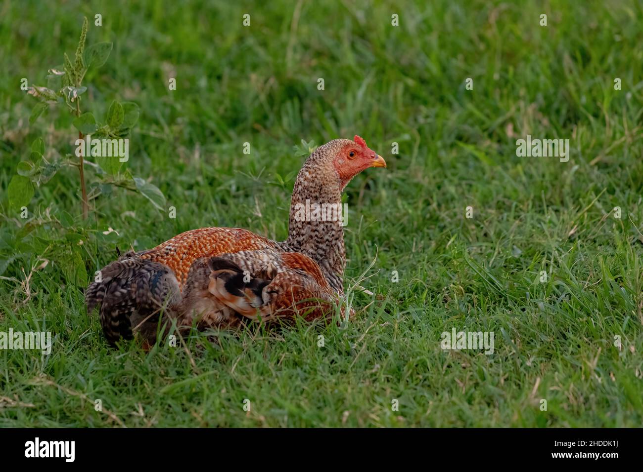 domestic animal chicken of the subspecies Gallus gallus domesticus ...