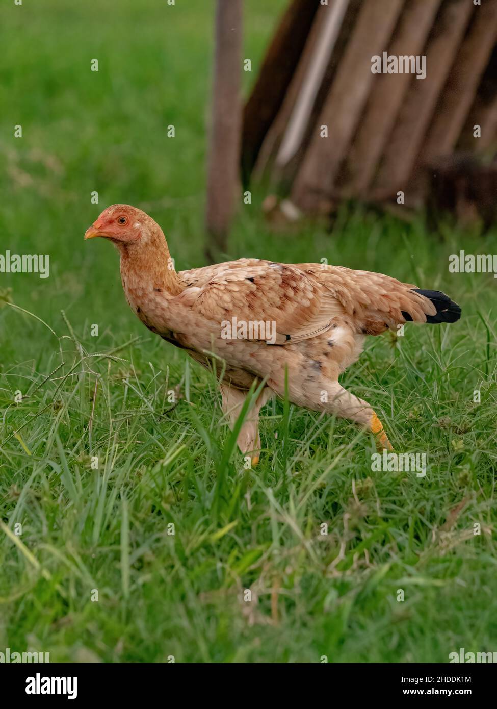 domestic animal chicken of the subspecies Gallus gallus domesticus ...