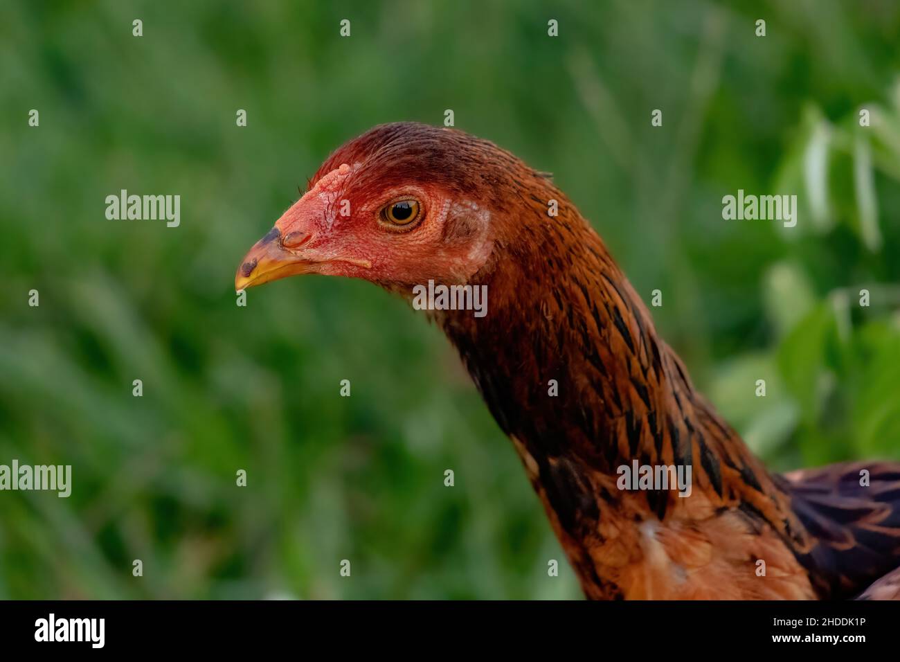 domestic animal chicken of the subspecies Gallus gallus domesticus ...
