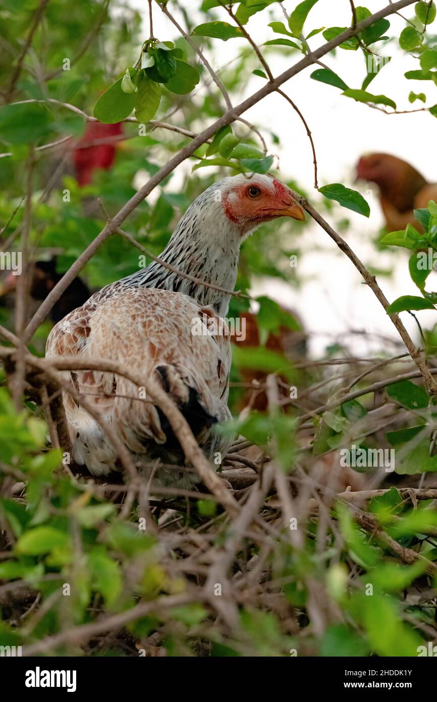 domestic animal chicken of the subspecies Gallus gallus domesticus ...