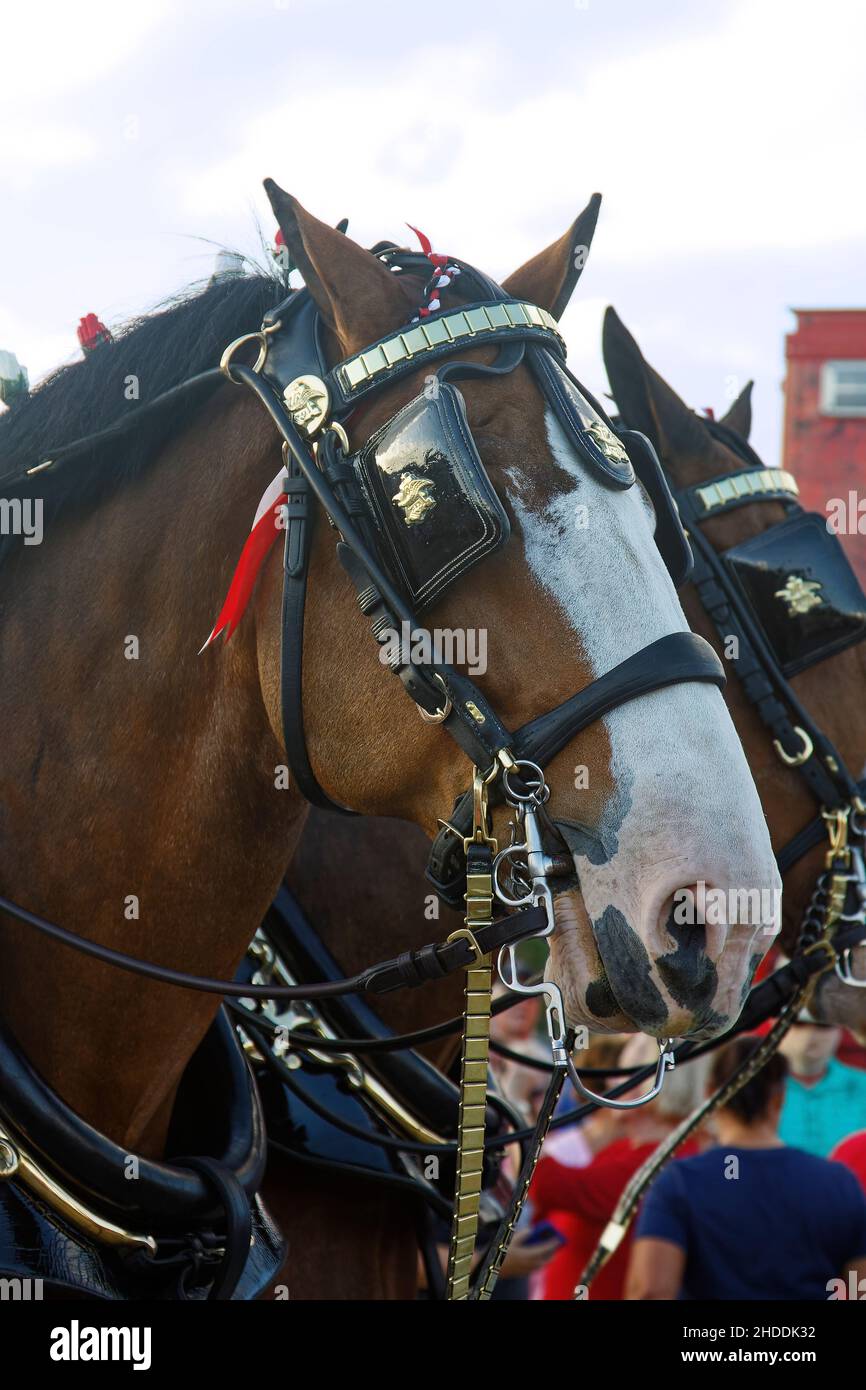Clydesdale horses close up hi-res stock photography and images - Alamy