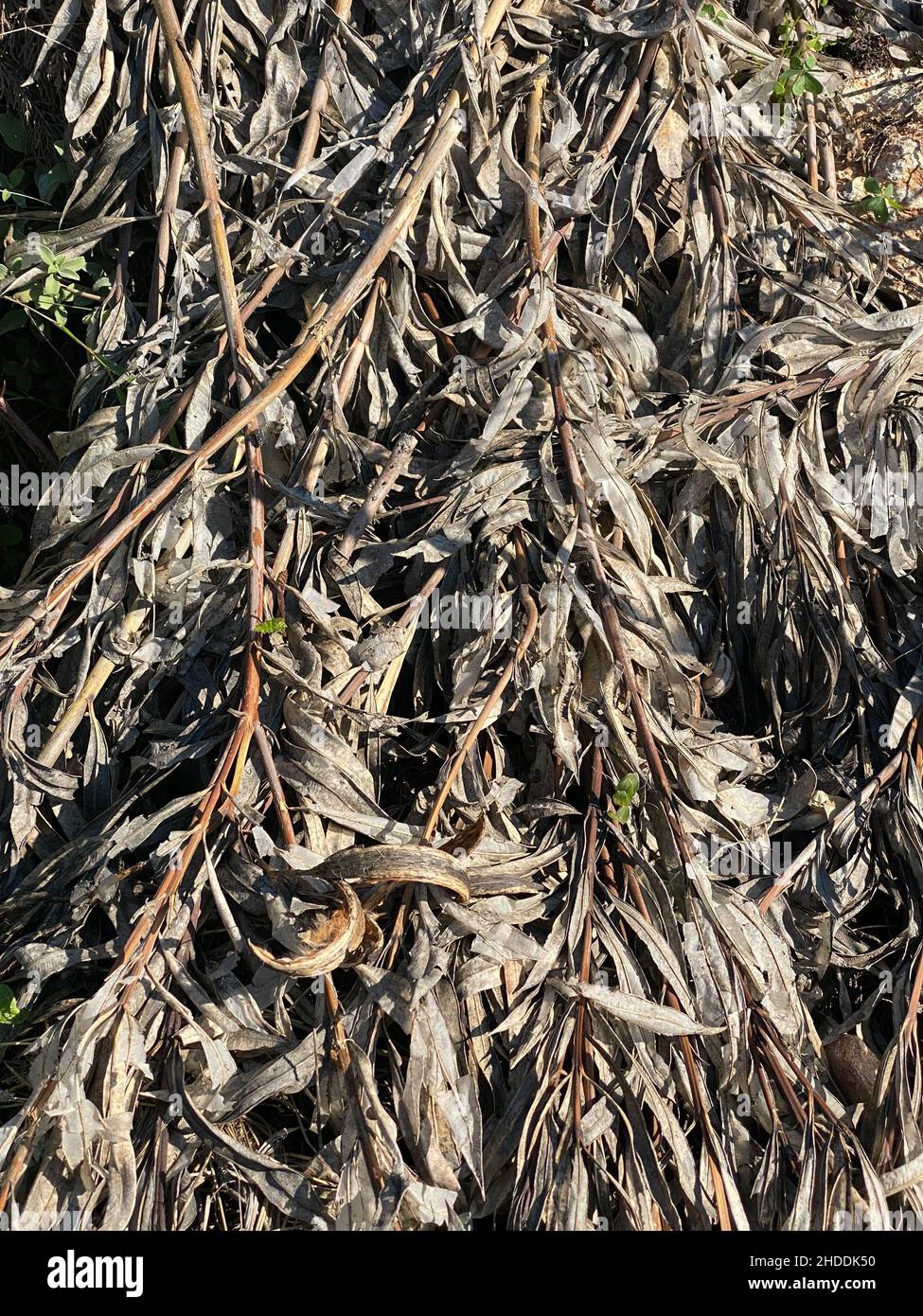 Dried leaves and branches. Vertical photo and front view. Close up ...