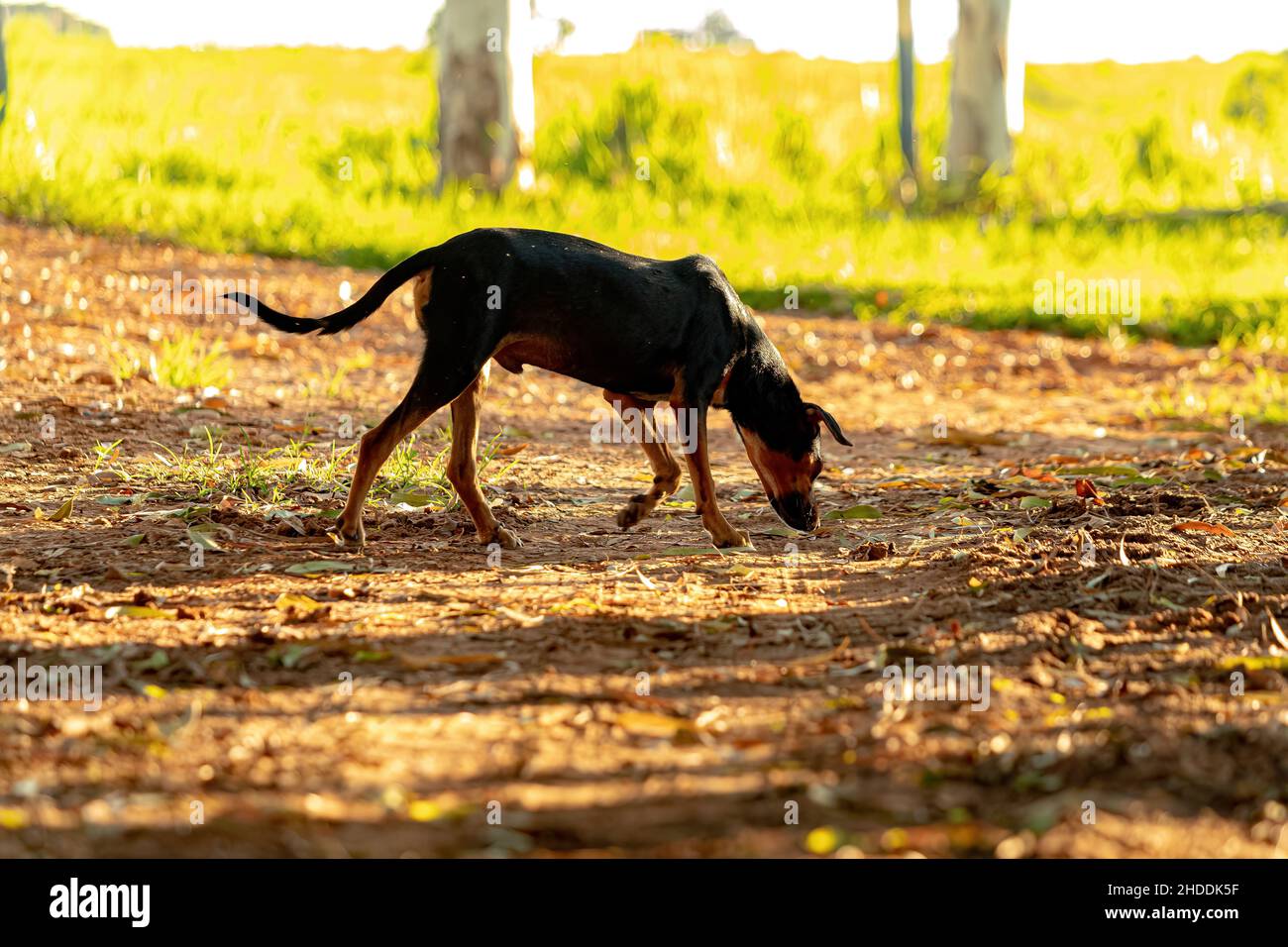 Black mutt dog hi-res stock photography and images - Alamy
