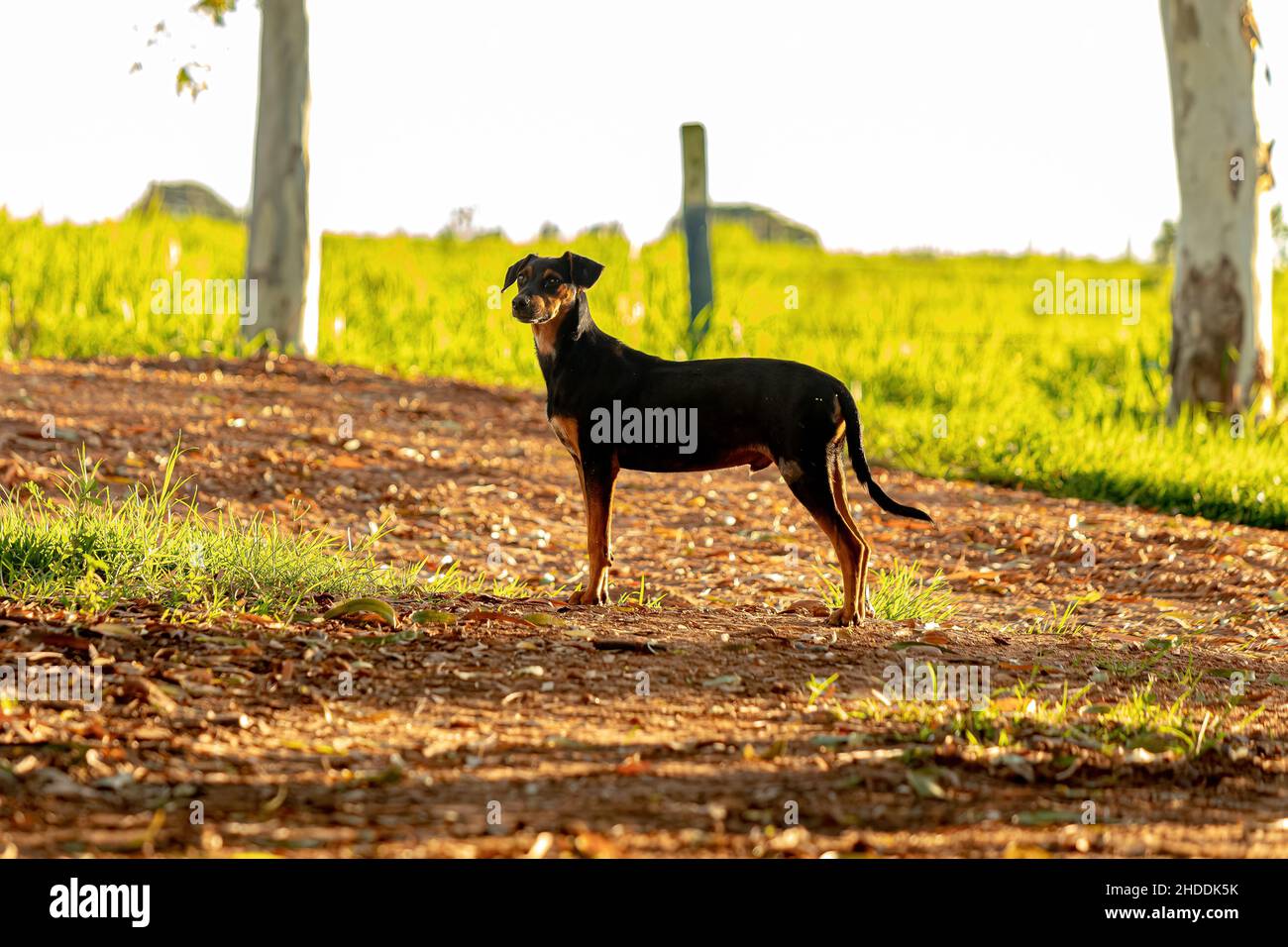 Black mutt dog hi-res stock photography and images - Alamy