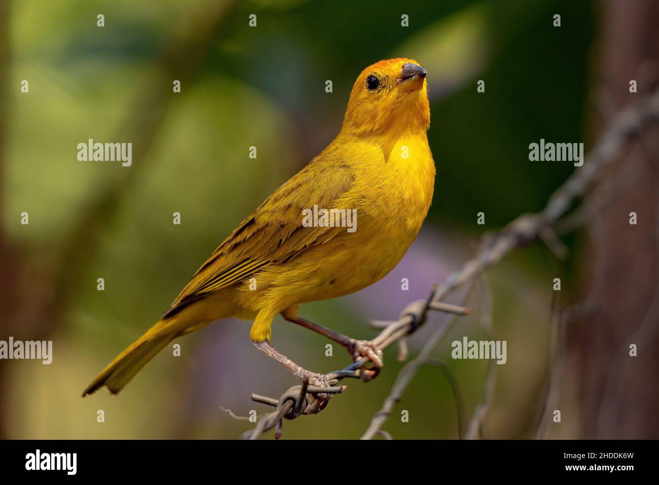 Saffron finch species sicalis hi-res stock photography and images - Alamy