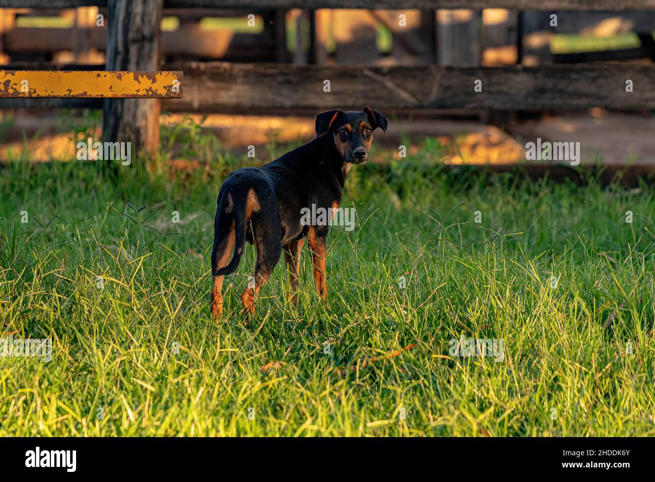 Black mutt dog hi-res stock photography and images - Alamy