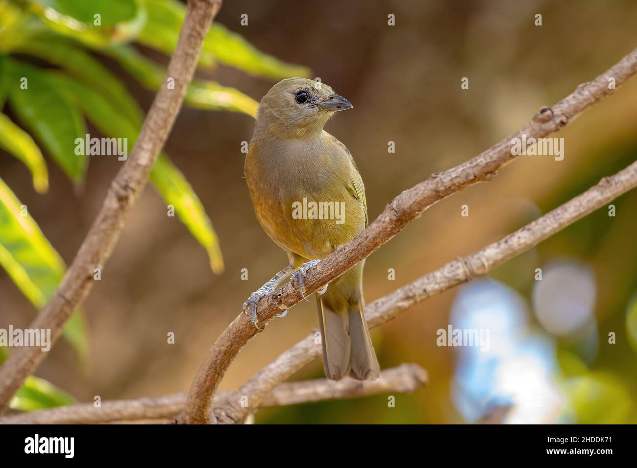 Palm Tanager Bird of the species Thraupis palmarum Stock Photo - Alamy