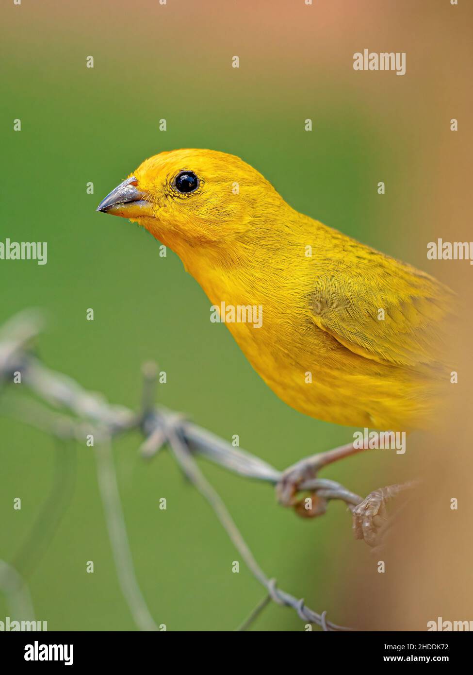 Saffron finch species sicalis hi-res stock photography and images - Alamy