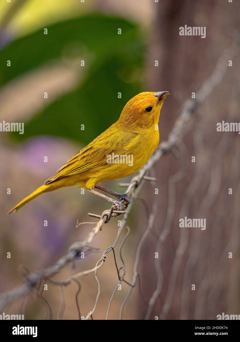 Male saffron finch hi-res stock photography and images - Alamy