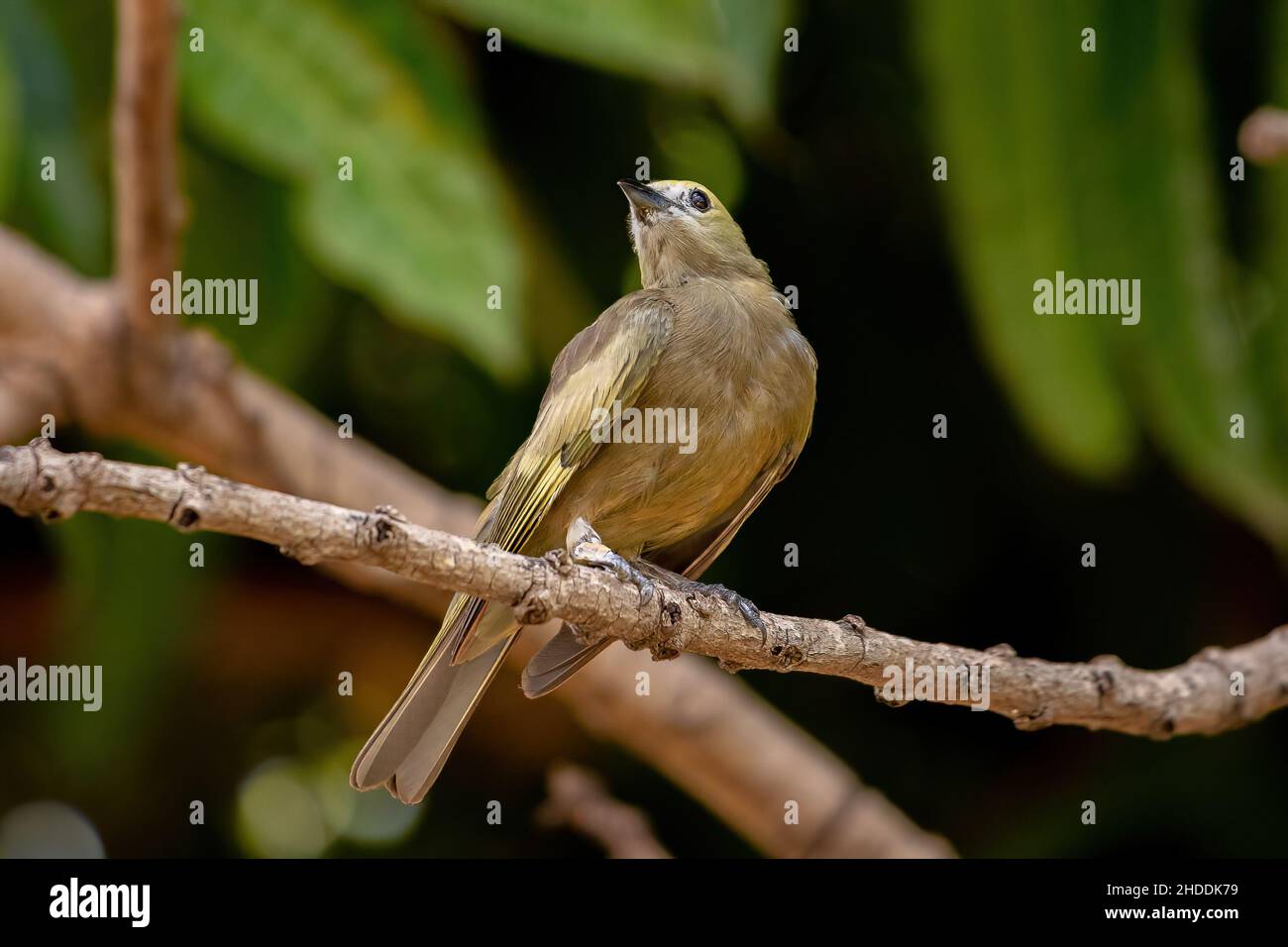 Palm Tanager Bird of the species Thraupis palmarum Stock Photo - Alamy