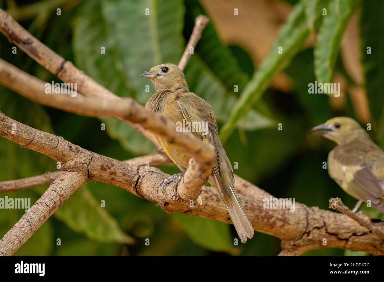 Palm Tanager Bird of the species Thraupis palmarum Stock Photo - Alamy