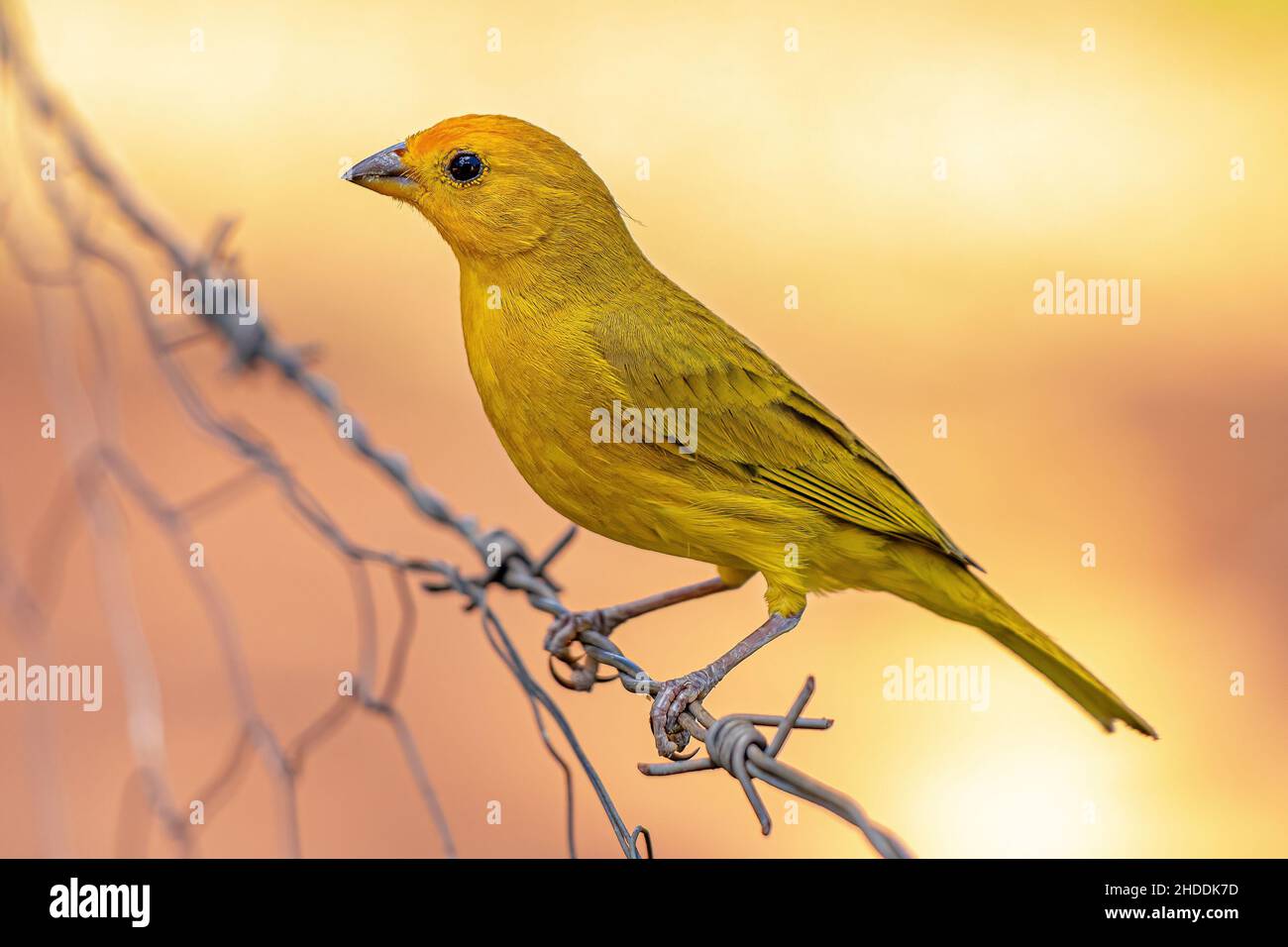 Saffron Finch Bird of the species Sicalis flaveola Stock Photo - Alamy