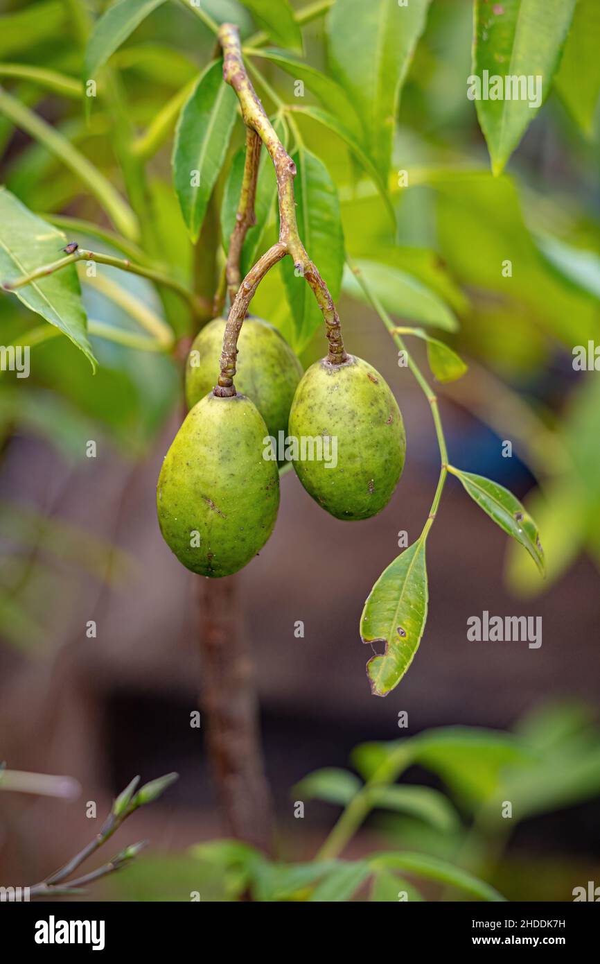 English Plum Plant of the species Spondias dulcis with selective focus ...