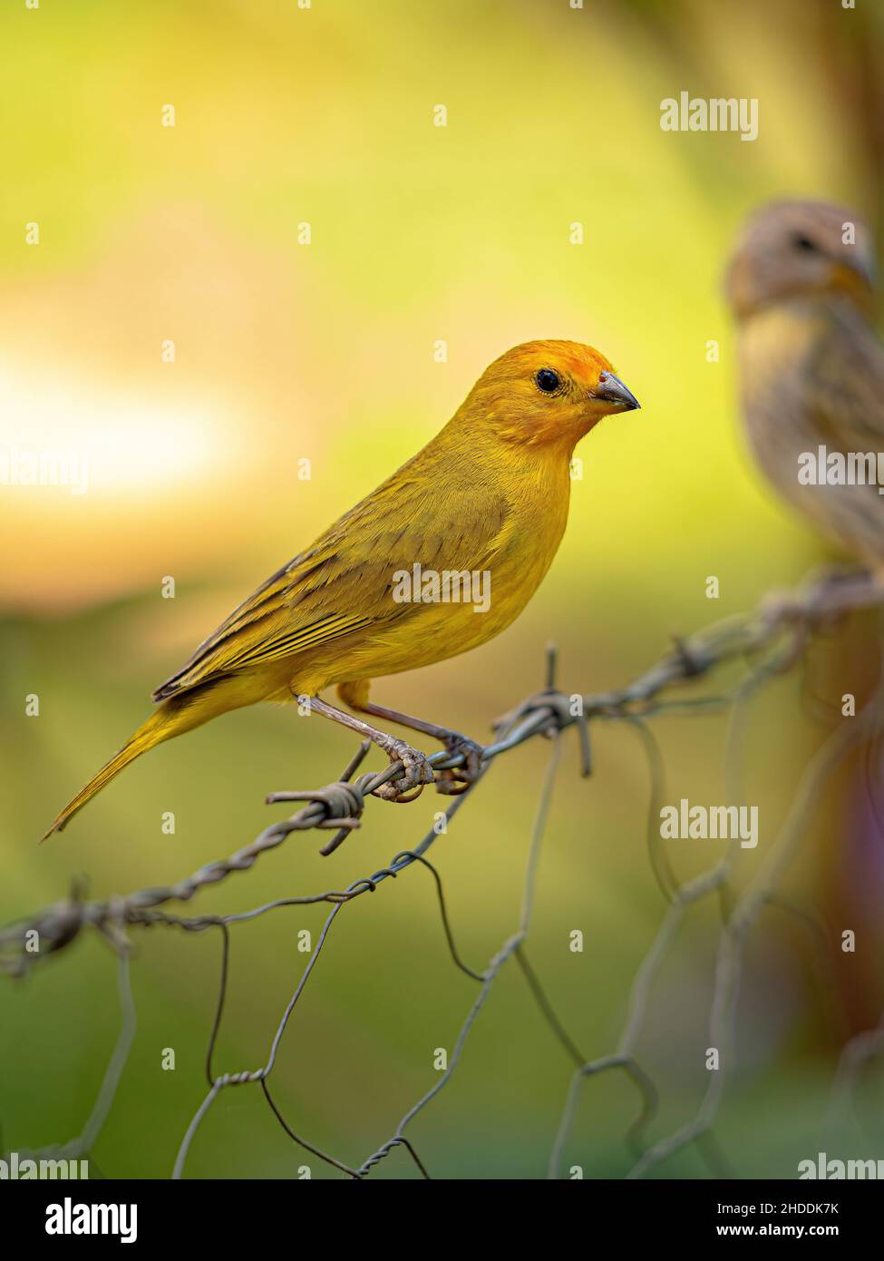 Saffron Finch Bird of the species Sicalis flaveola Stock Photo - Alamy