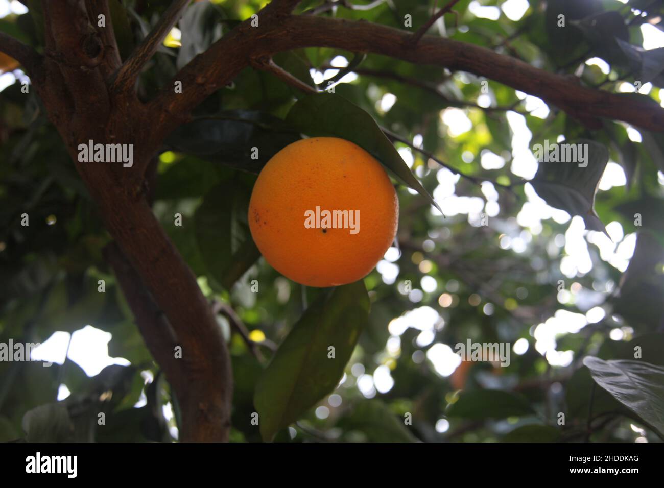 Tangerine tree hi-res stock photography and images - Alamy