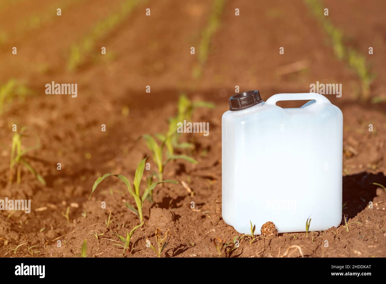 Herbicide plastic canister can in corn field, crop protection concept ...