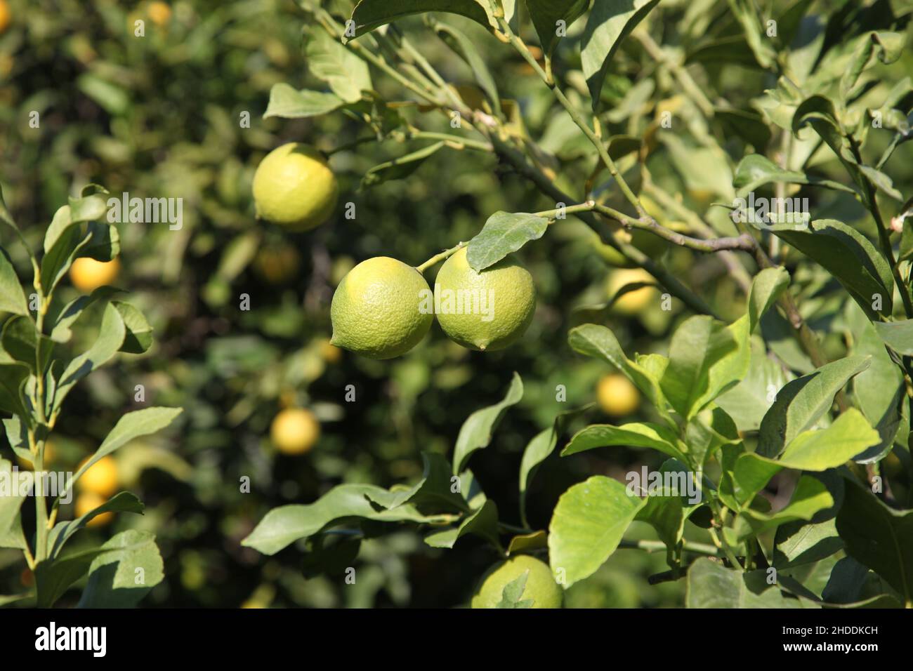 Lemon tree. Lemons on the branch. Aquaculture. Isolated background and ...