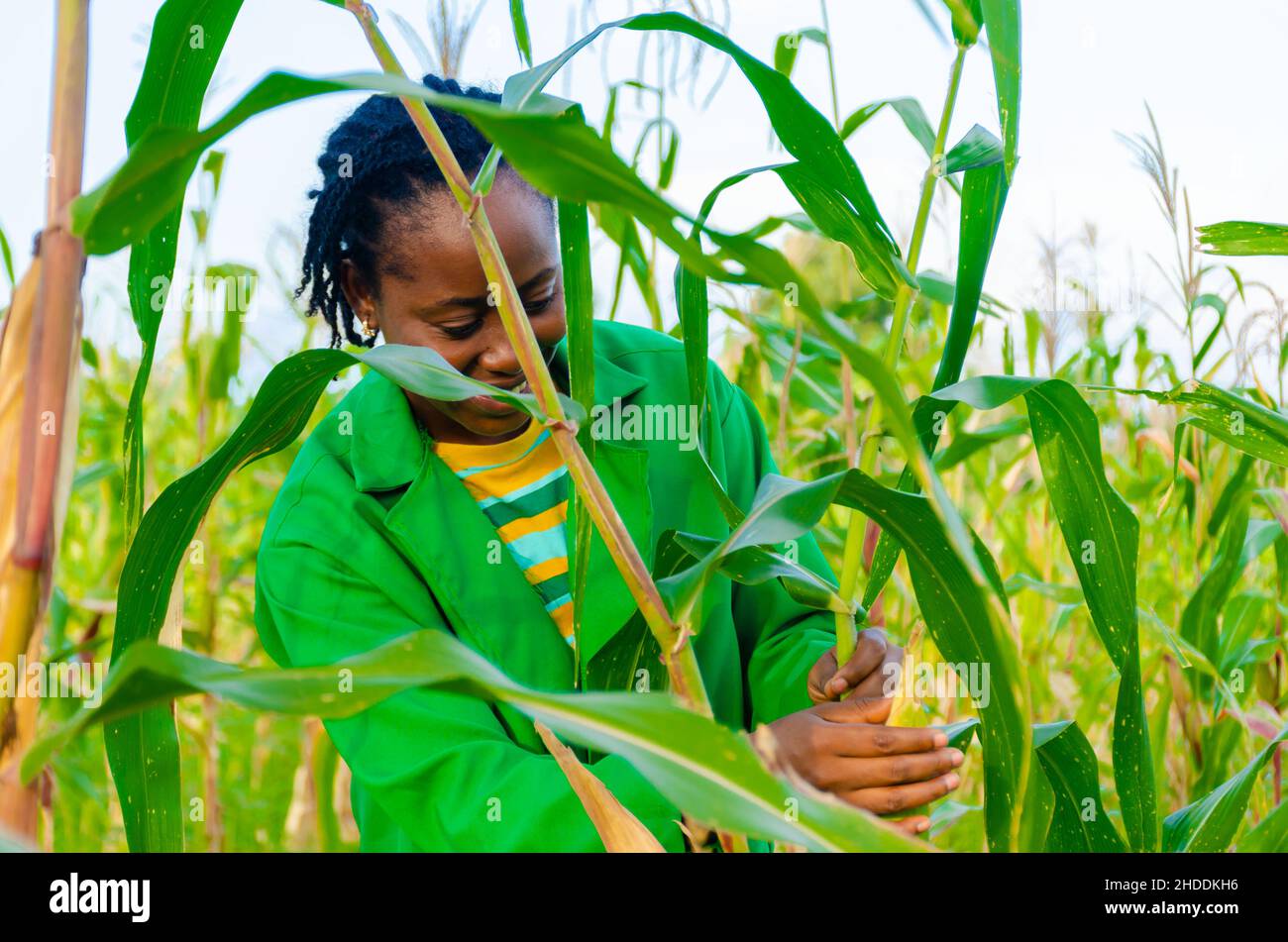 African rice crops hi-res stock photography and images - Alamy
