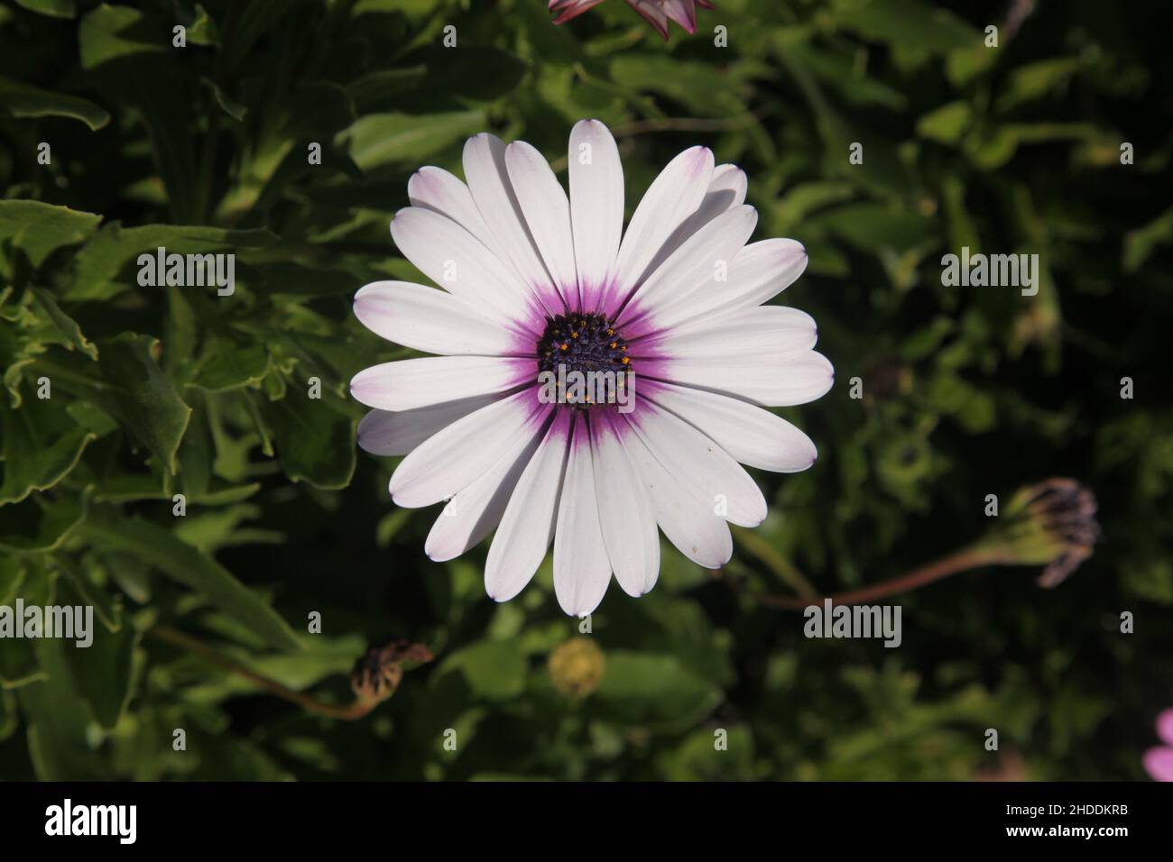 White Osteospermum Ecklonis Passion flower or osteospermum white purple ...