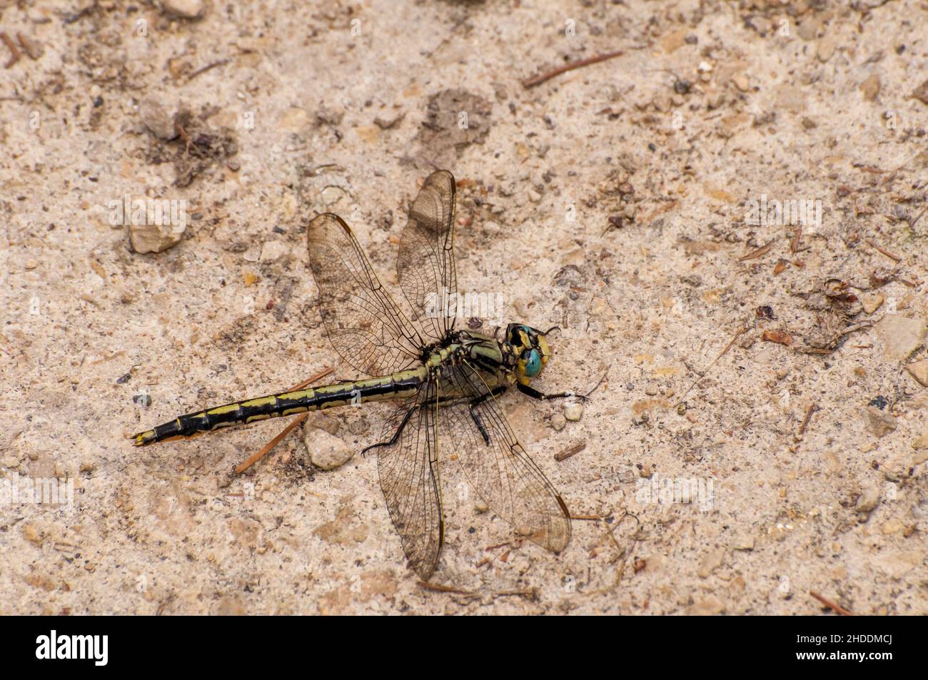Little Canada, Minnesota. Gervais Park. A female Horned Clubtail ...