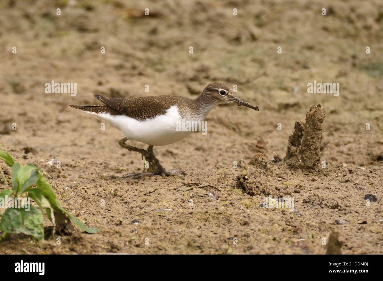 Common Sandpiper foraging in the mud at the edge of a lake ...