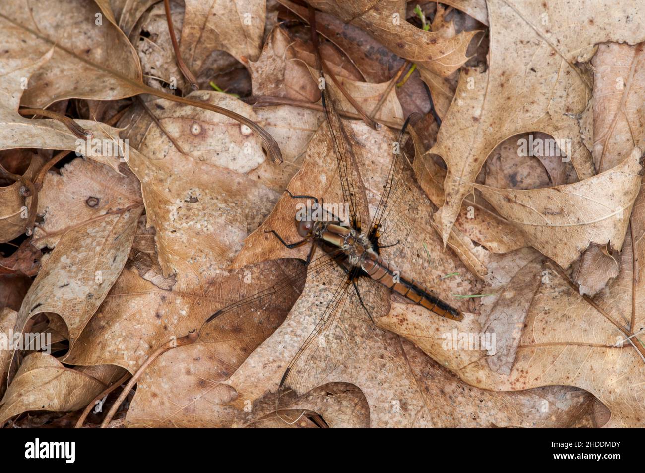 Immature chalk fronted corporal dragonfly hi-res stock photography and ...