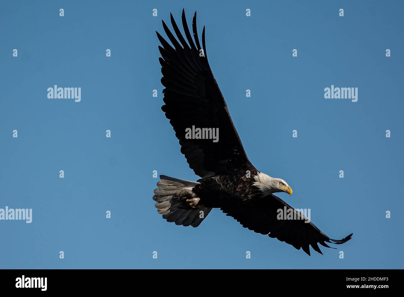Bald Eagle Flying High Stock Photo - Alamy