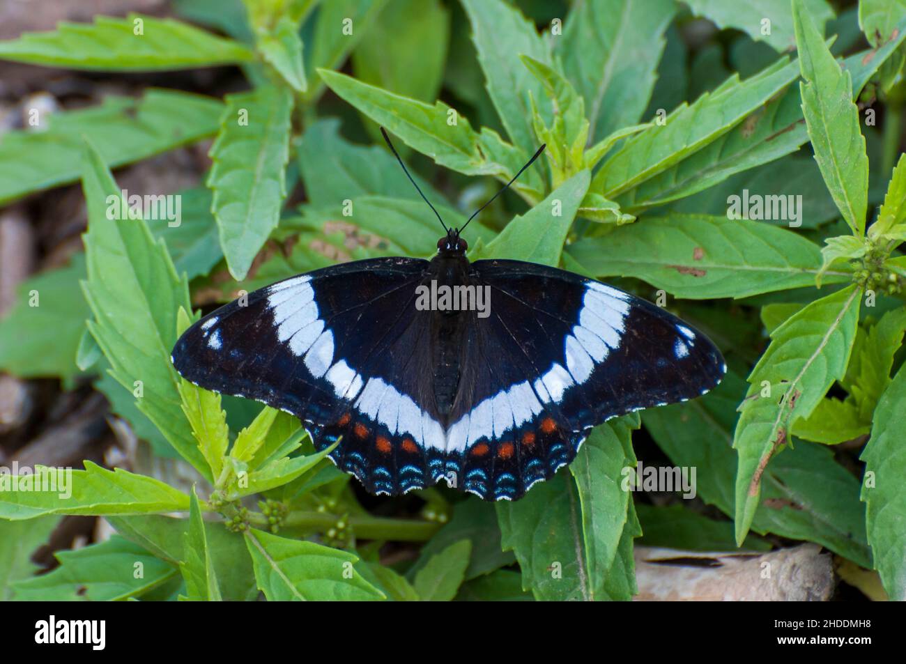 Basilarchia arthemis hi-res stock photography and images - Alamy