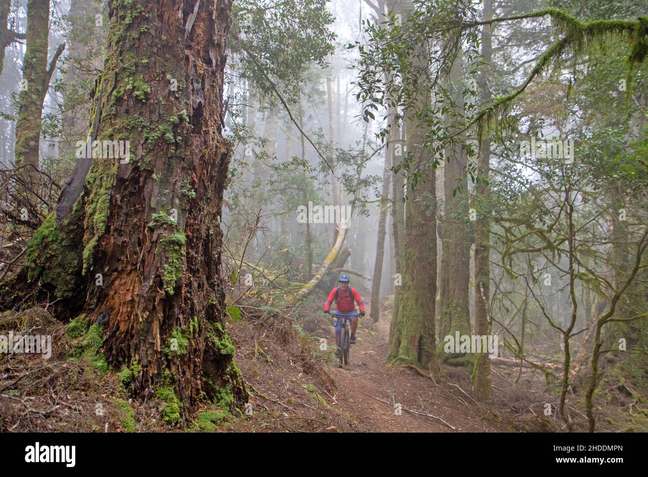 Mountain biking on the Blue Tier trail at Blue Derby Stock Photo - Alamy