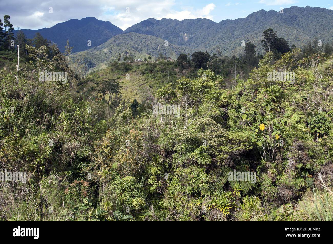 Papua New Guinea; Eastern Highlands; Goroka; Namta (Mefenga); Typical ...