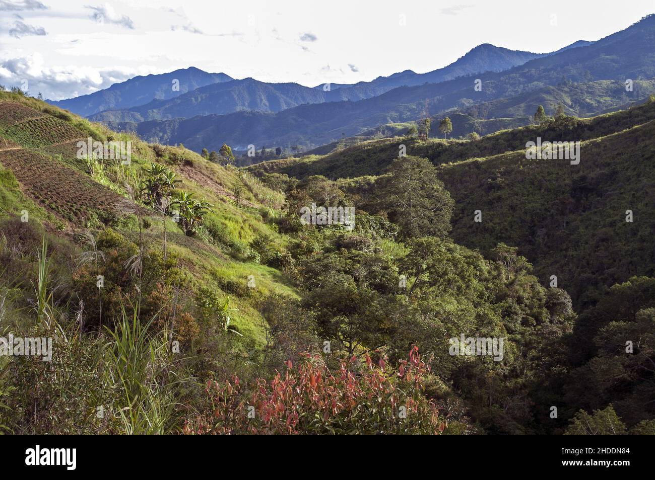 Papua New Guinea; Eastern Highlands; Goroka; Namta (Mefenga); Typical ...