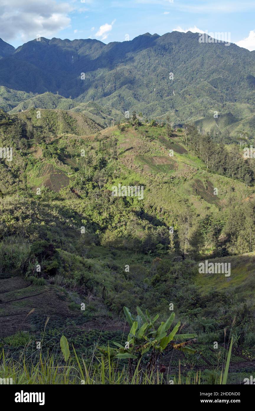 Papua New Guinea; Eastern Highlands; Goroka; Namta (Mefenga); Typical ...