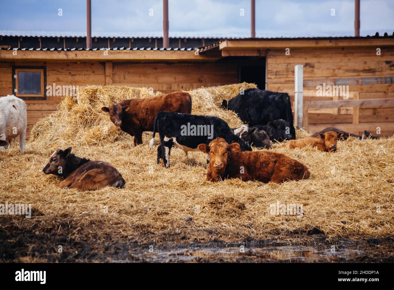 Meat industry cattle enclosure hi-res stock photography and images - Alamy