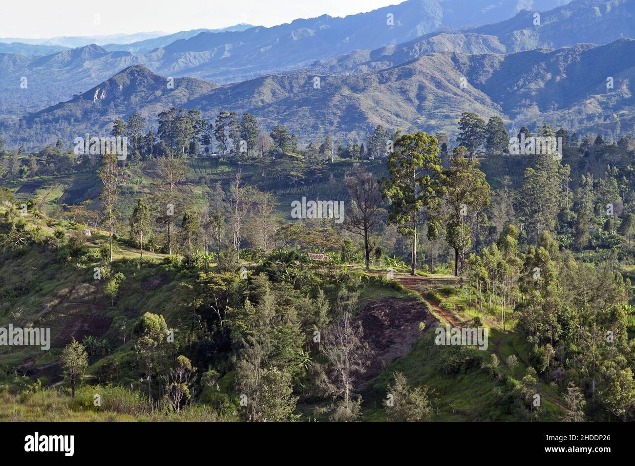 Papua New Guinea; Eastern Highlands; Goroka; Namta (Mefenga); Typical ...