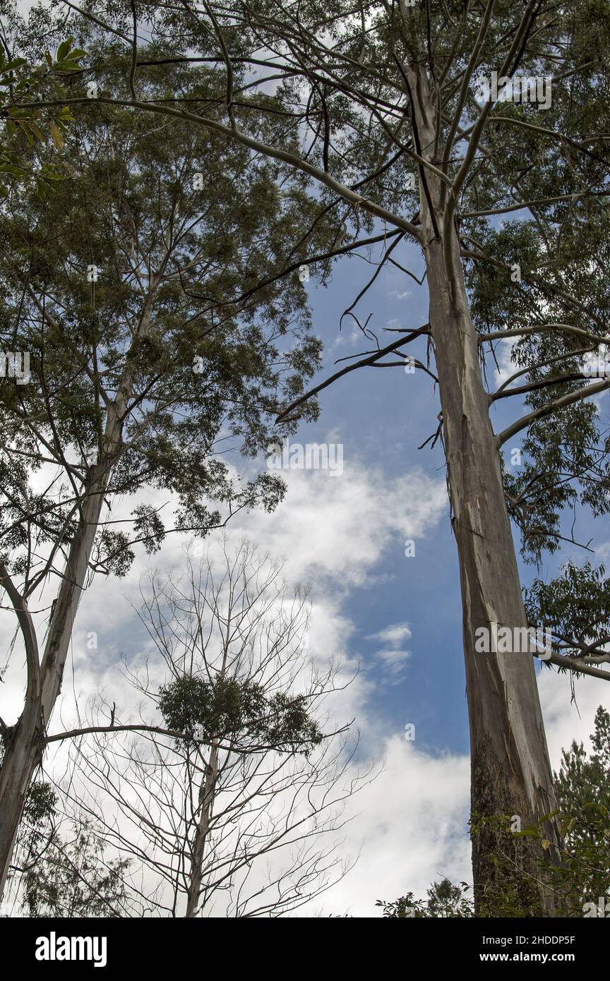 Arboles tropicales hi-res stock photography and images - Alamy