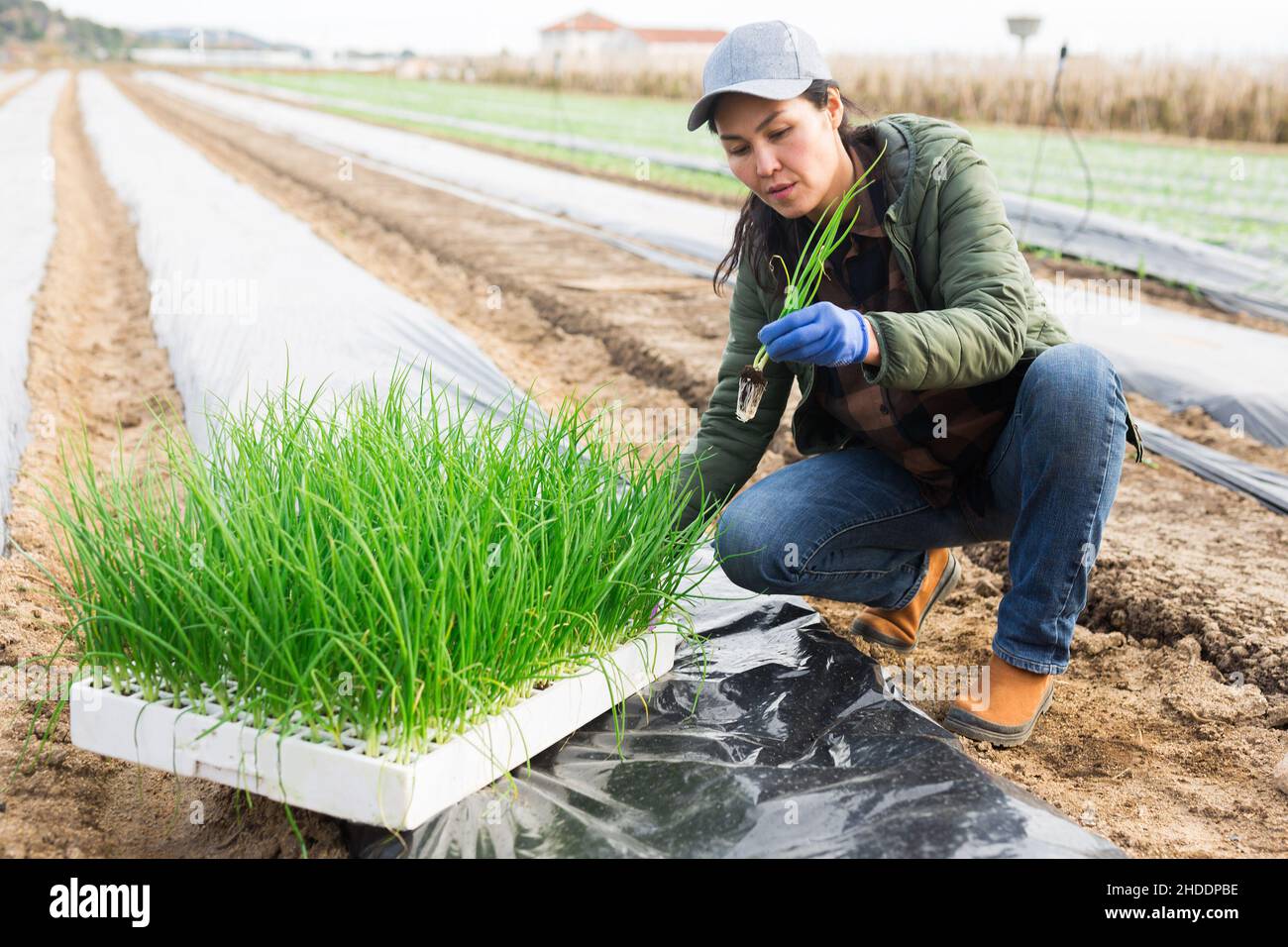 Scallion farmer hi-res stock photography and images - Alamy