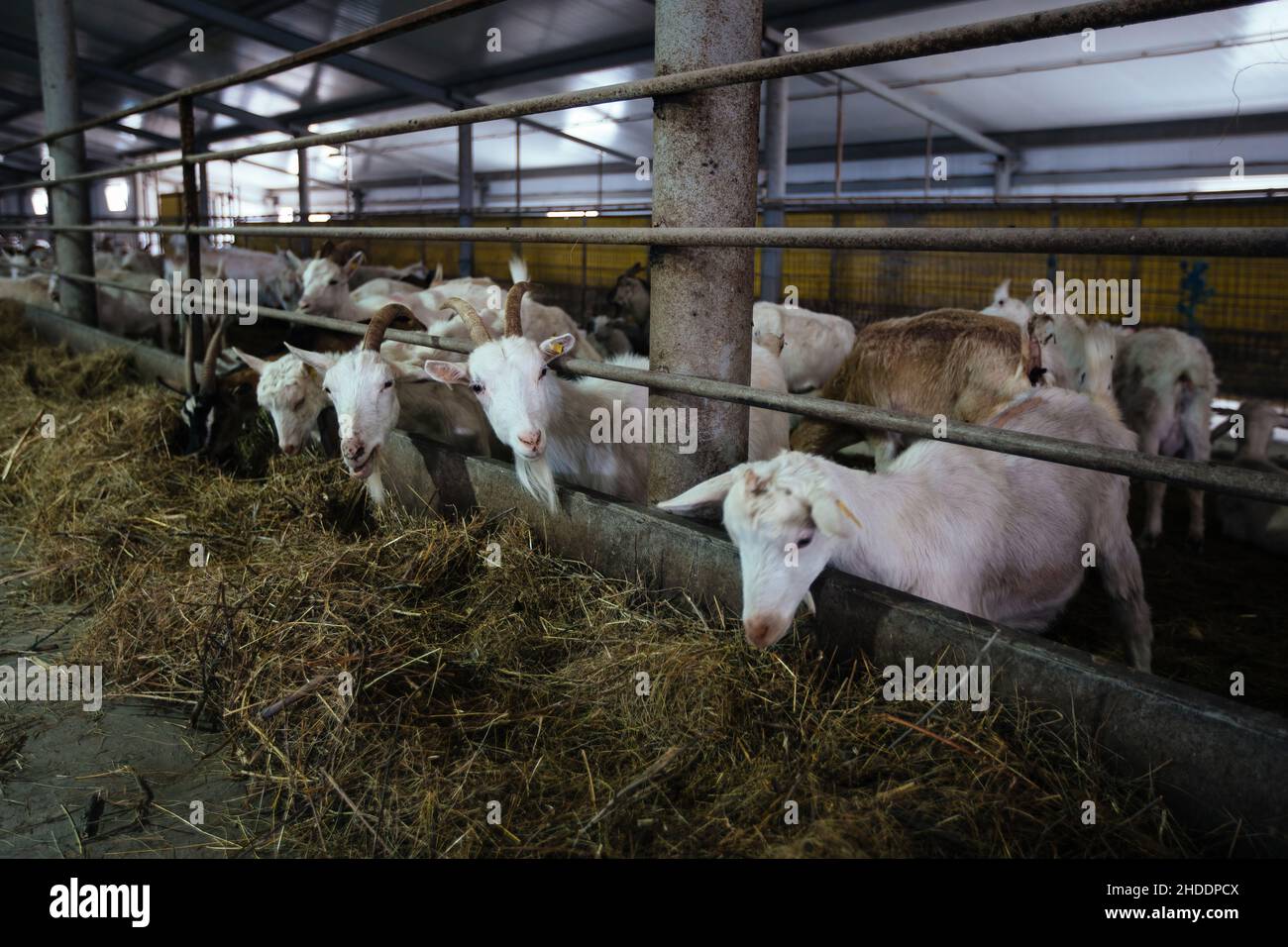 Large livestock farm goats cattle hi-res stock photography and images ...