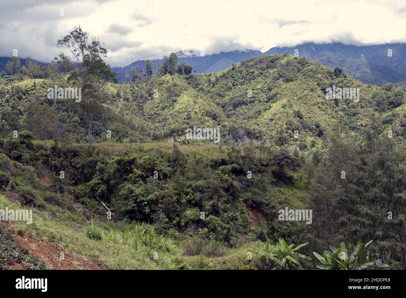 Papua New Guinea; Eastern Highlands; Goroka; Namta (Mefenga); Typical ...