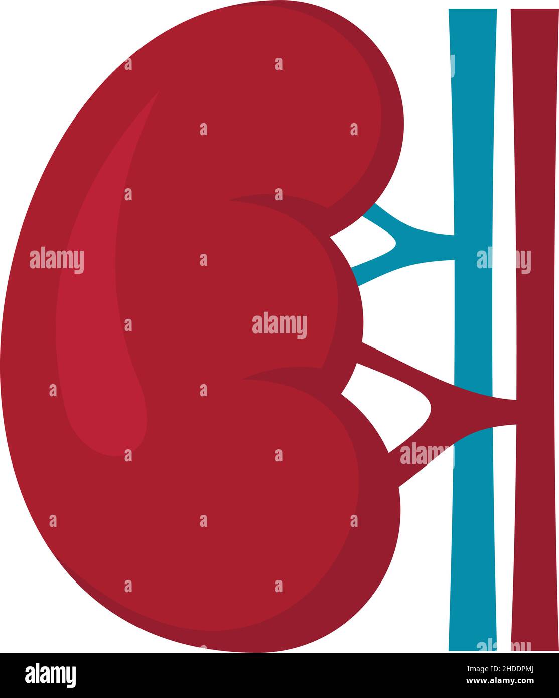 Renal kidney icon. Flat illustration of Renal kidney vector icon ...