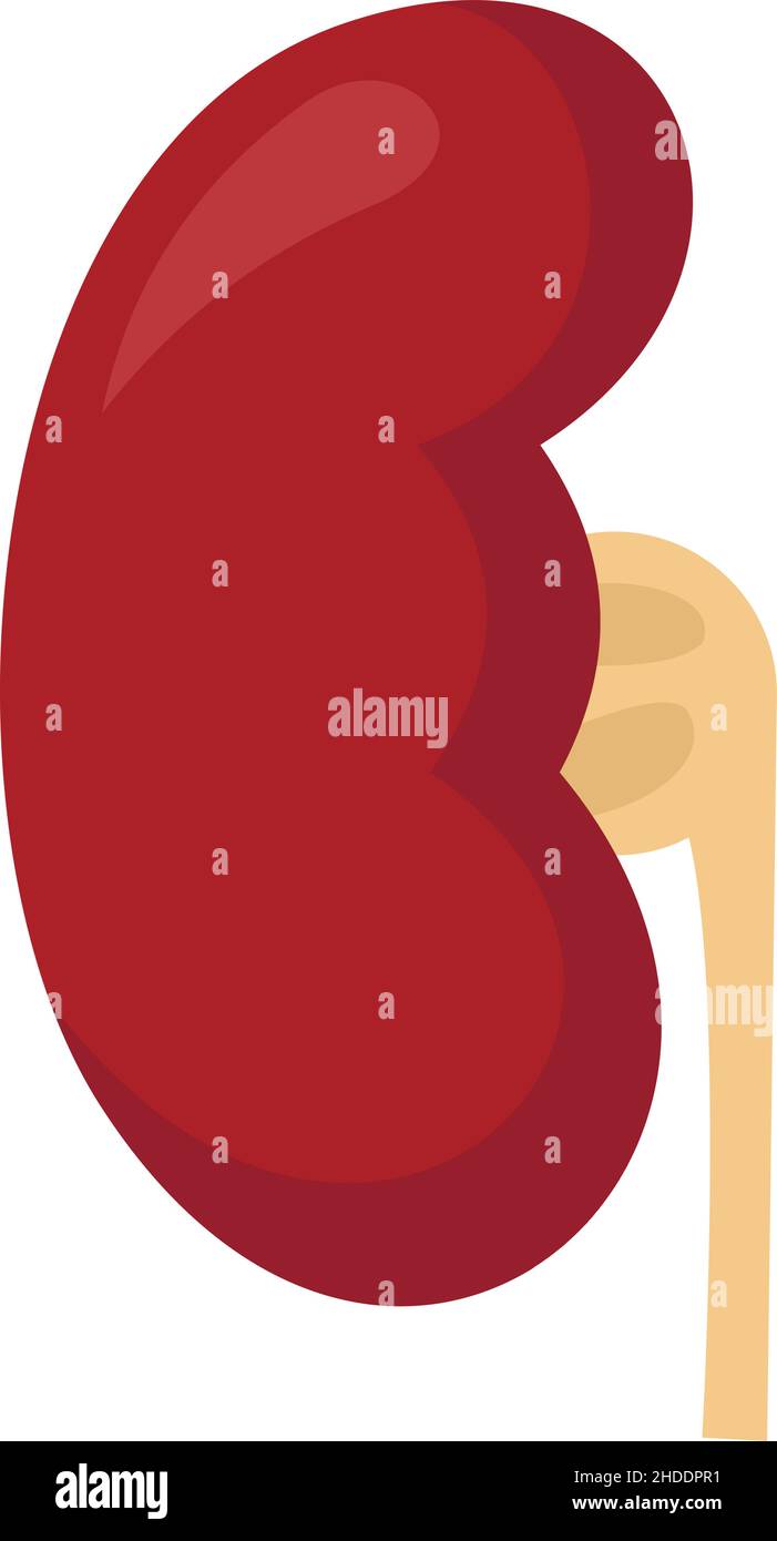 Anatomy kidney icon. Flat illustration of Anatomy kidney vector icon ...
