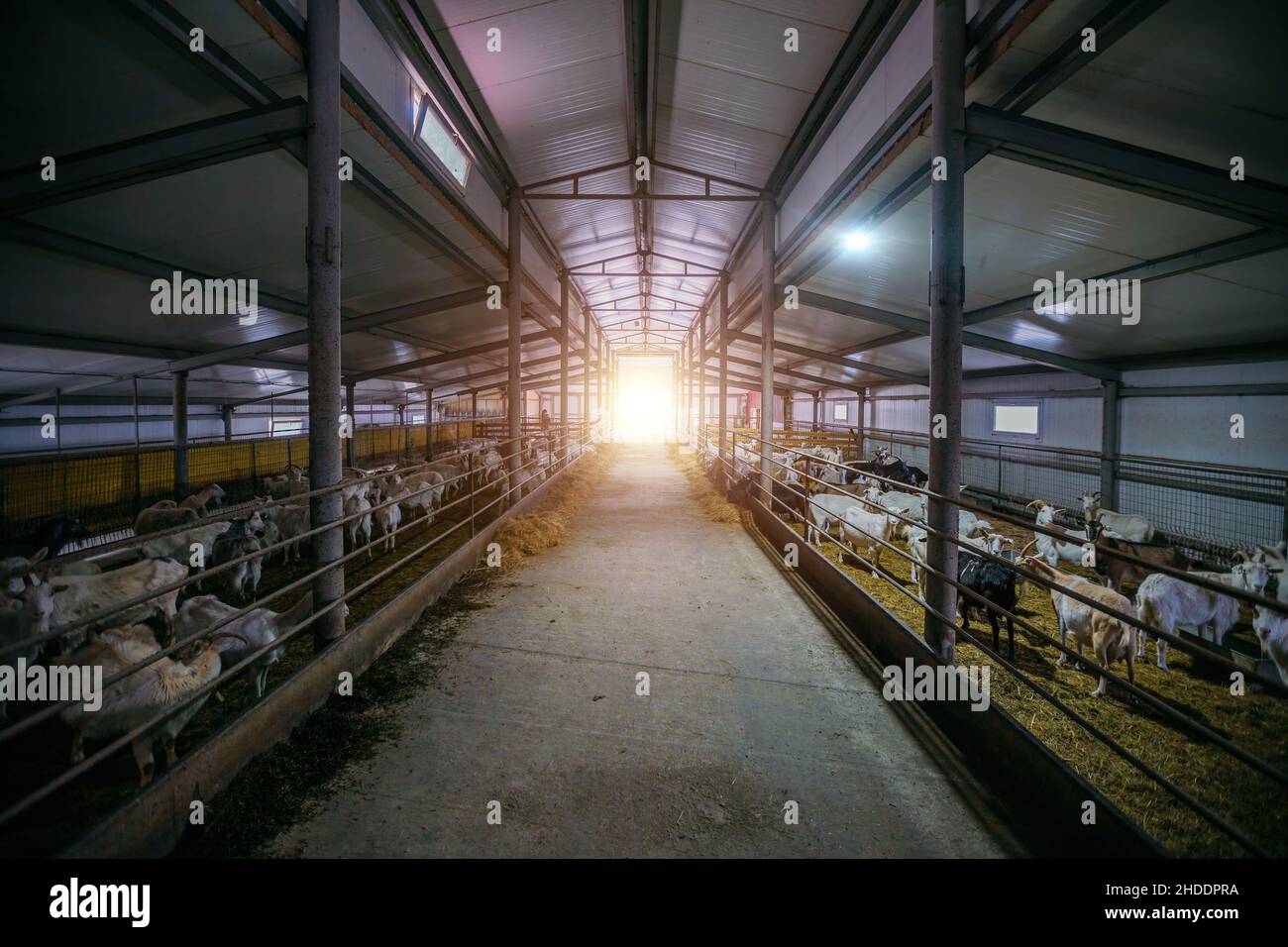 Dairy goats in modern free livestock stall Stock Photo - Alamy