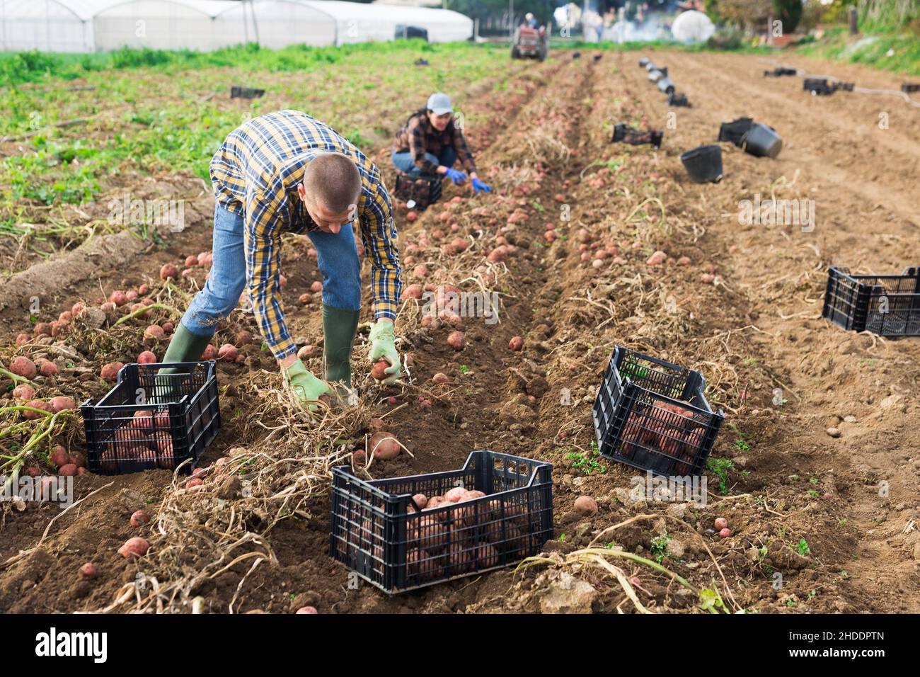 Harvesting potatoes on agricultural land hi-res stock photography and ...