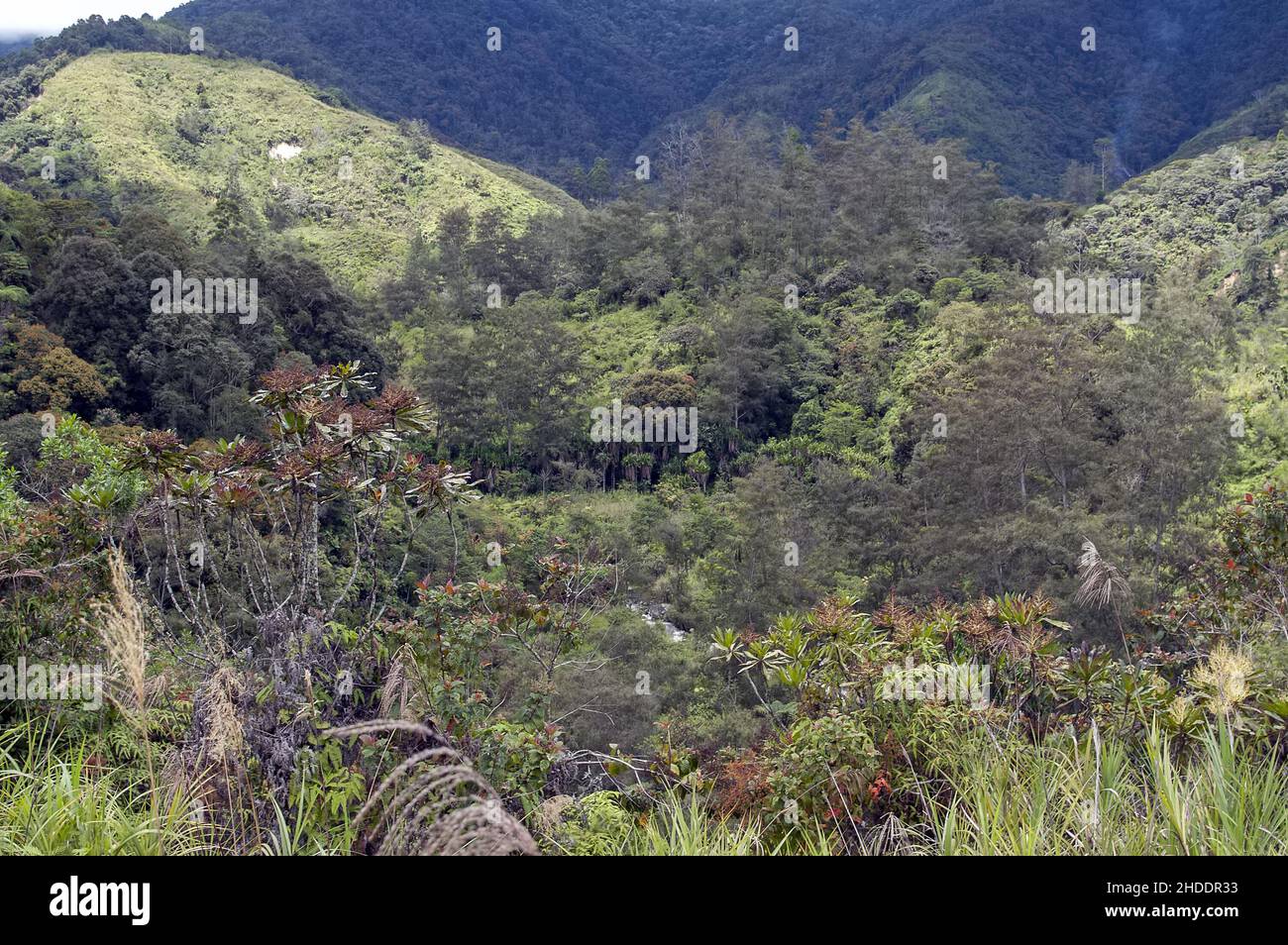 Papua New Guinea; Eastern Highlands; Goroka; Namta (Mefenga); Typical ...