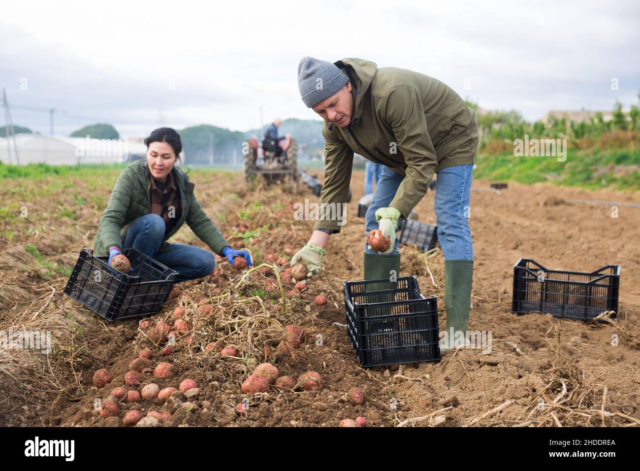 Skilled farmer team working on plantation, picking potatoes Stock Photo ...