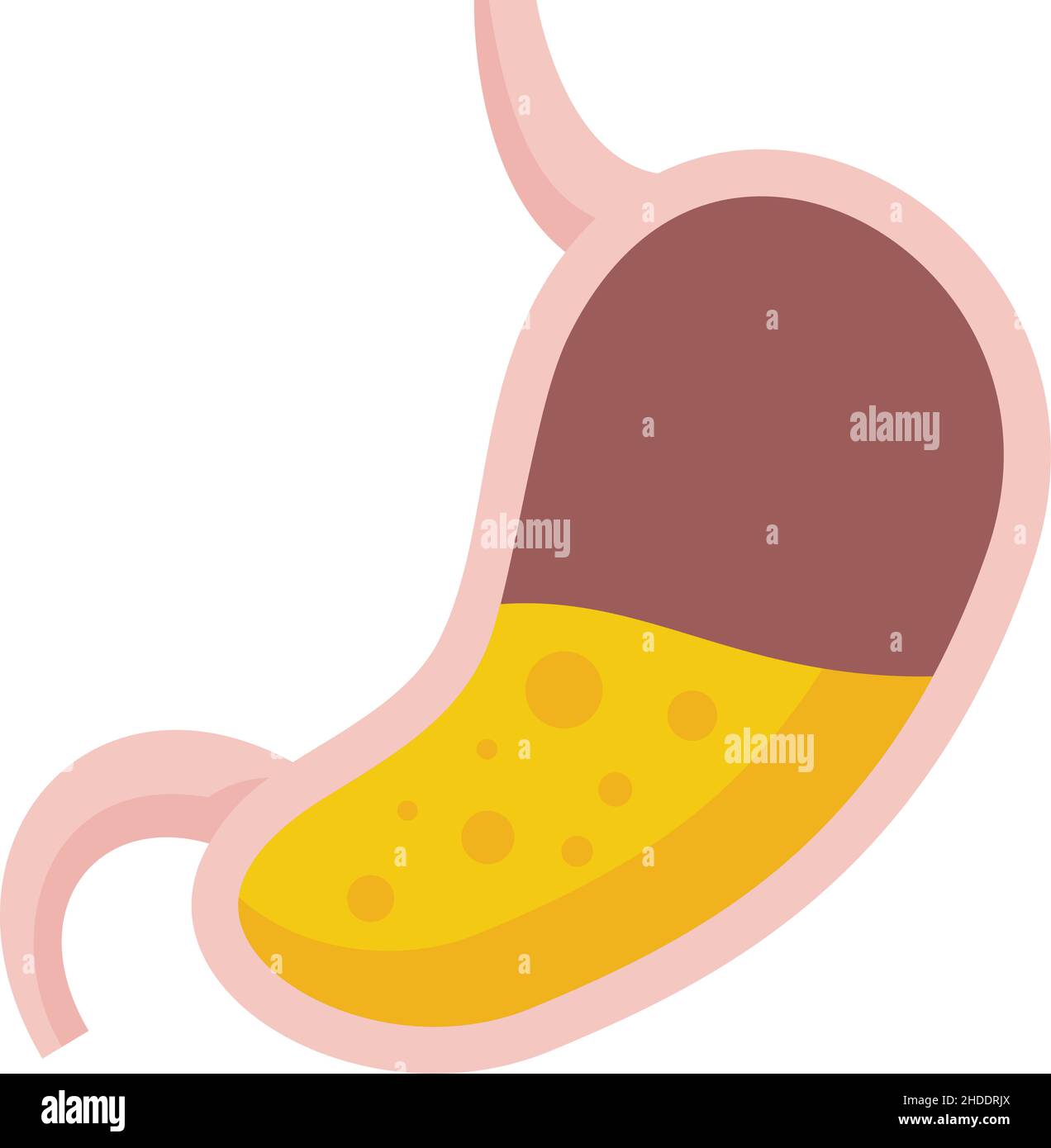 Half stomach icon. Flat illustration of Half stomach vector icon ...