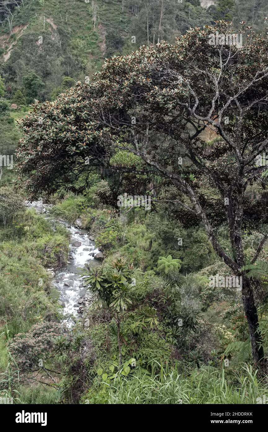 Papua New Guinea; Eastern Highlands; Goroka; Namta (Mefenga); A small ...